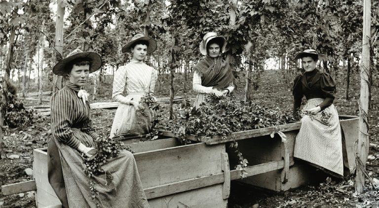 Documenting Hops: Growing and Harvesting, Then and Now - Franklin Local